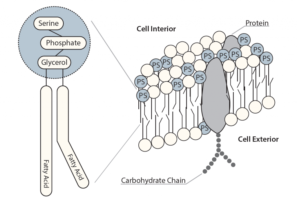 Phosphatidylserine: Cell Membrane Nutrient for Stress Resiliency ...