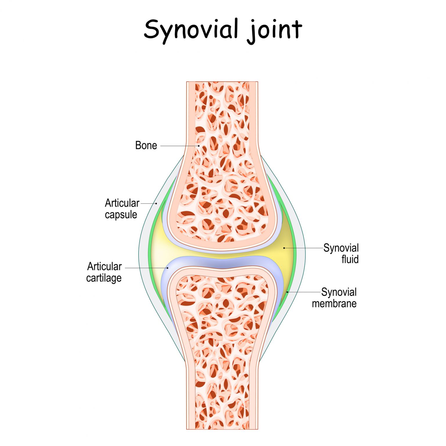 Magnesium to Prevent & Treat Osteoarthritis (OA) Joint Pain ...